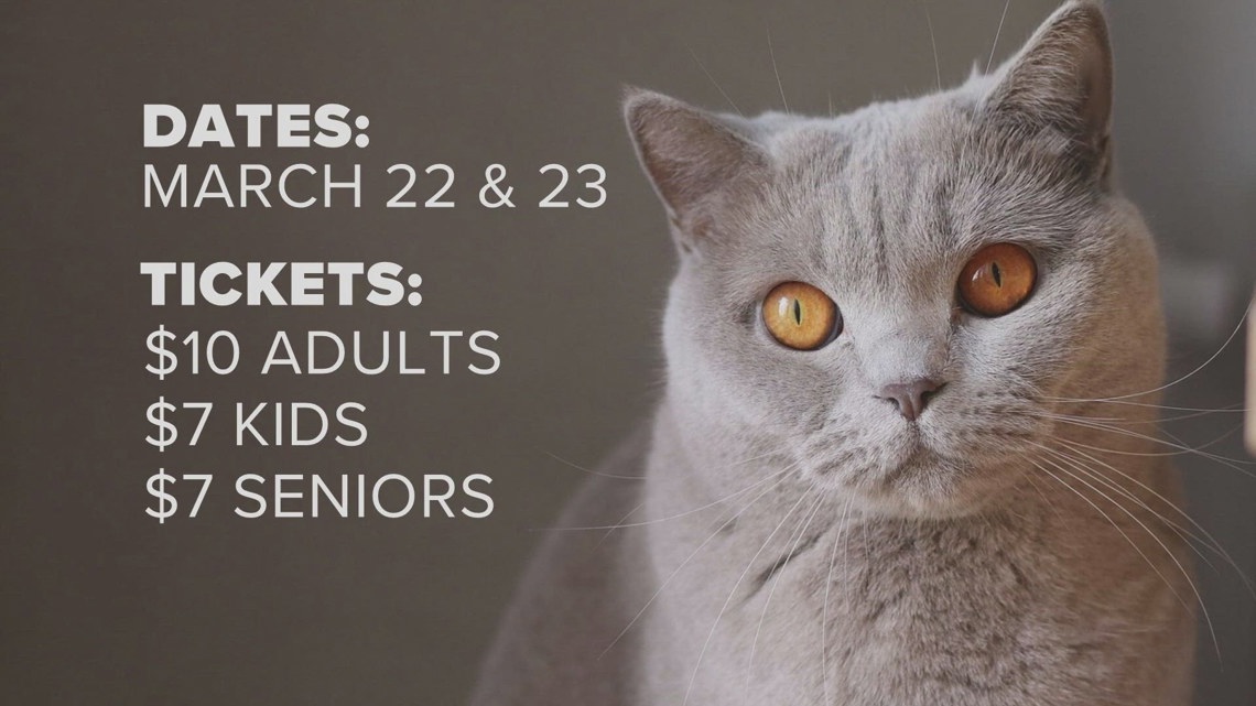 Here's what you can expect at the 2025 Tennessee Valley cat show | wbir.com