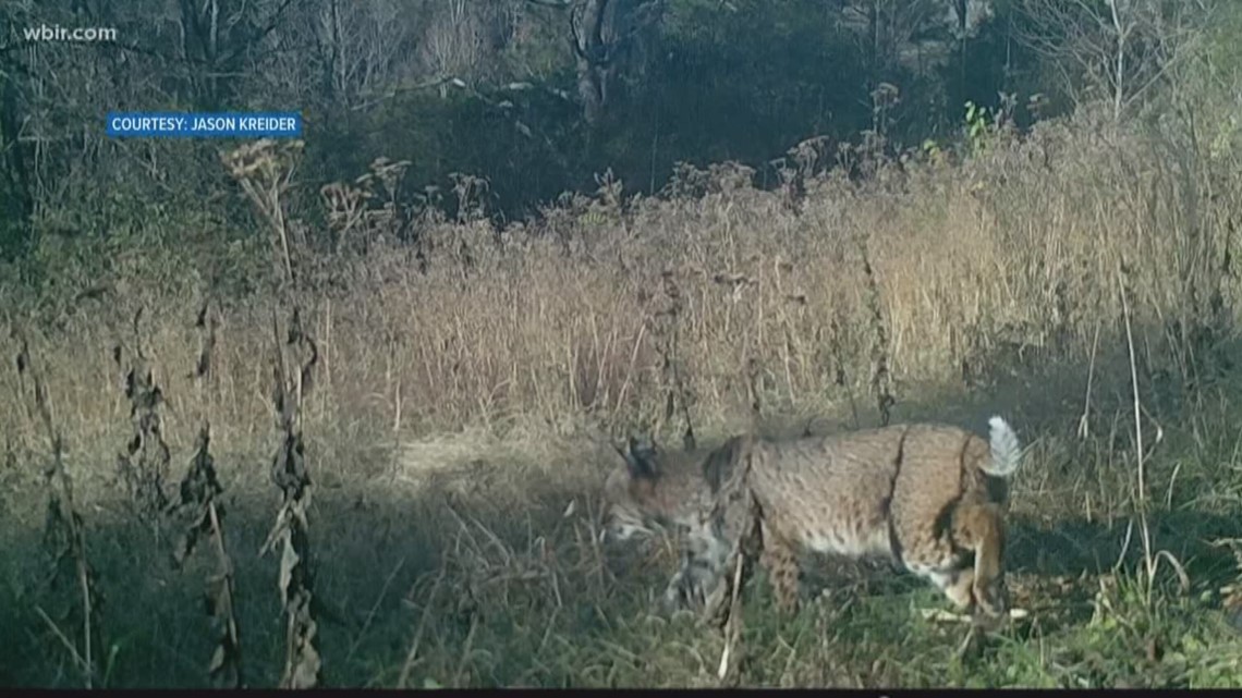 Bobcat spotted on Oak Ridge trail camera | wbir.com