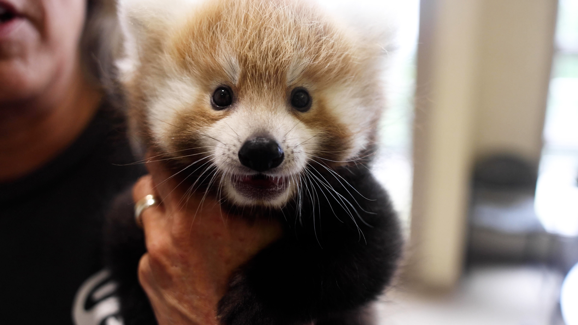 Zoo Knoxville welcomes red panda cubs born to Sisu and Doofah | wbir.com