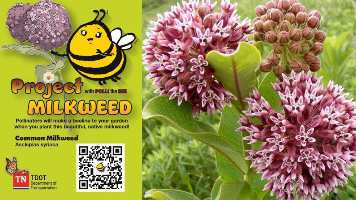 TDOT continues program offering free native Milkweed seeds | wbir.com