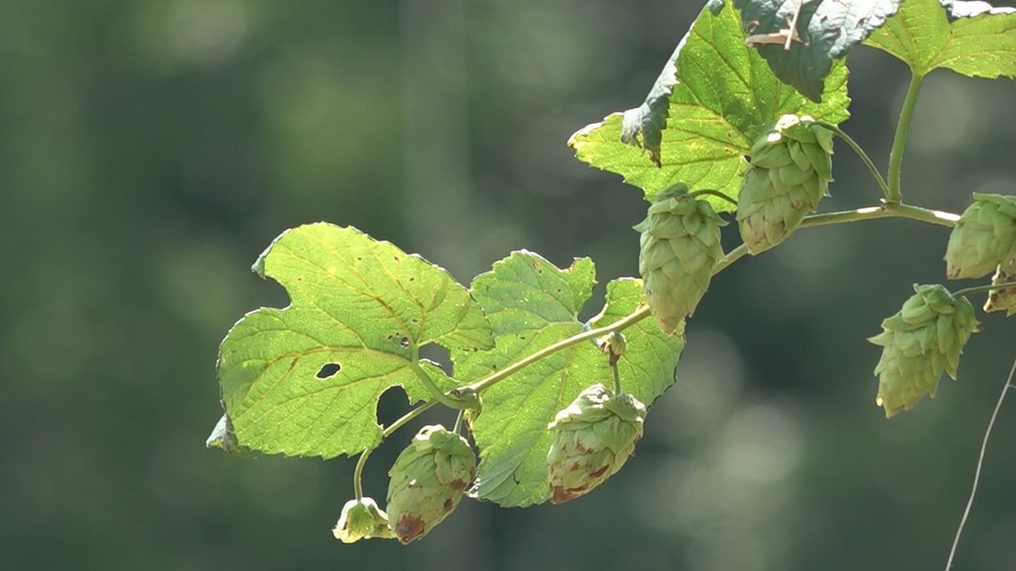 UT researchers study how to grow hops in East Tennessee | wbir.com