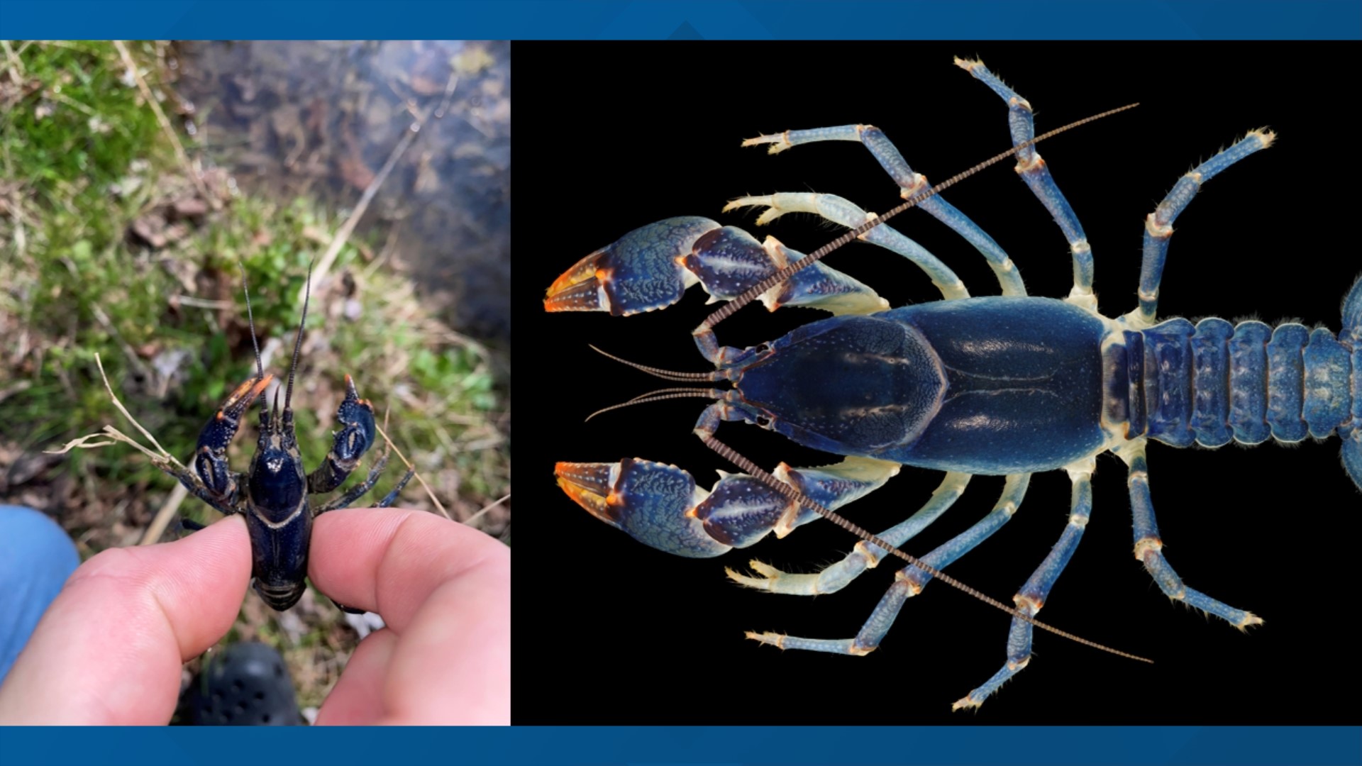 TWRA examining possible new crayfish species discovered by Tusculum ...