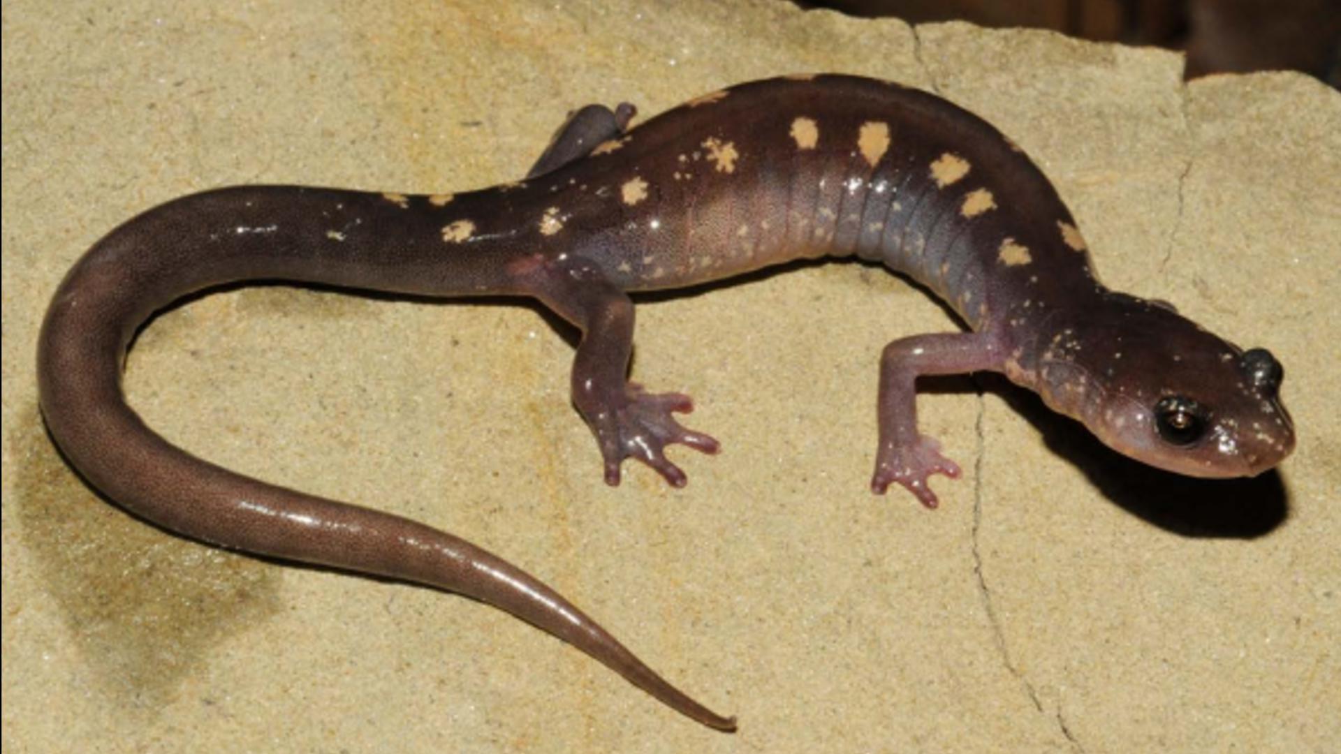 Center for Biological Diversity sues US agency for delayed protection ...