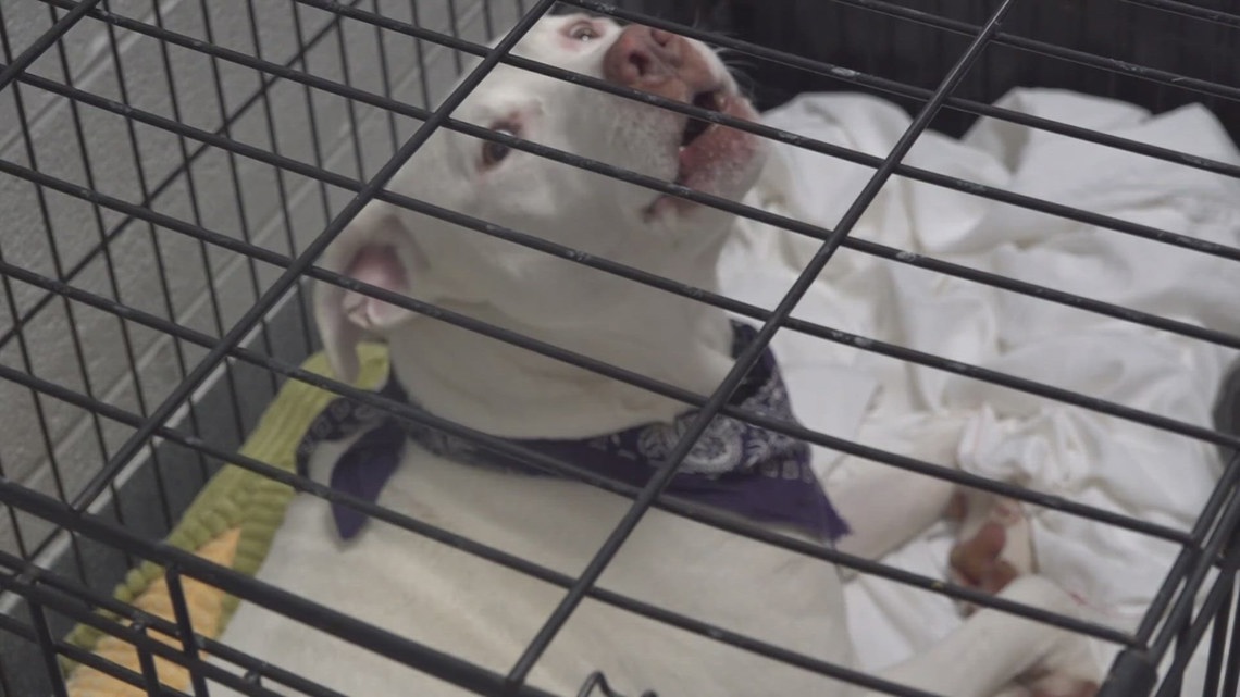 Sevier County Animal Shelter considering euthanasia | wbir.com