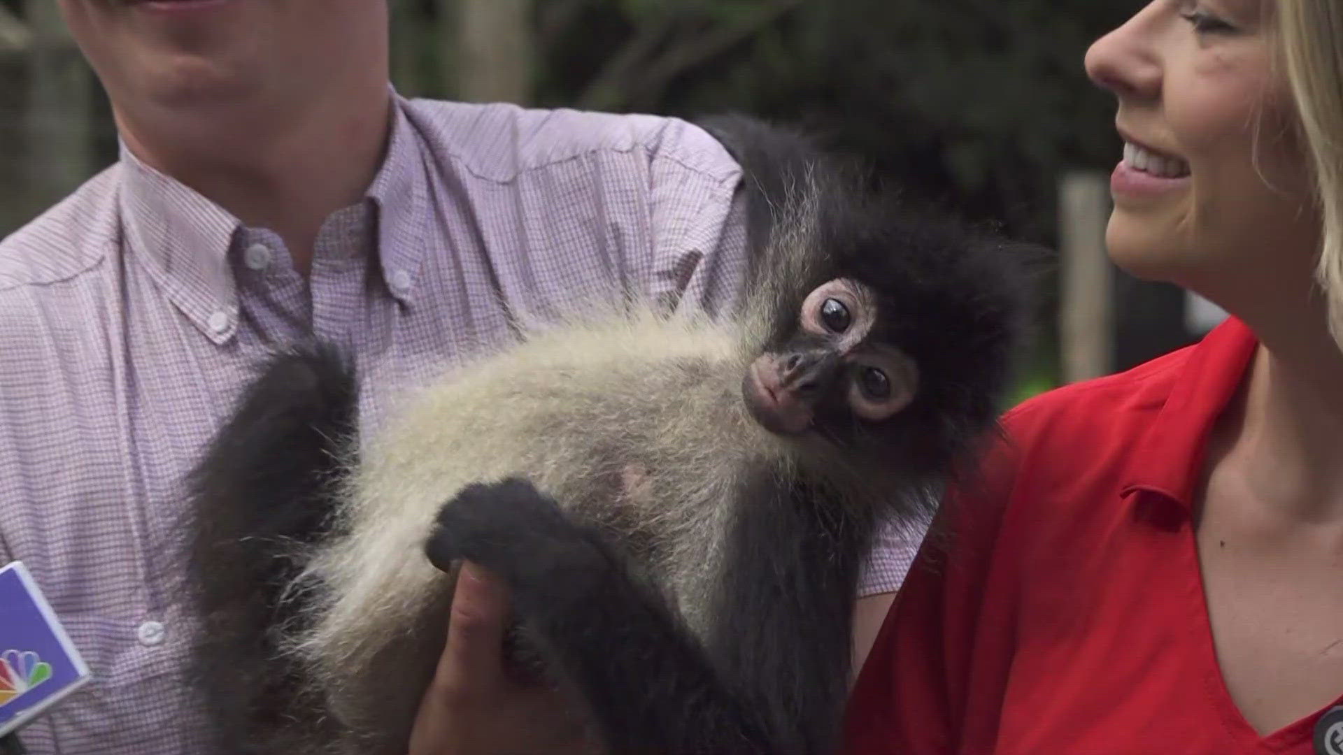 Meet Marley, the spider monkey, in Anderson County! | wbir.com