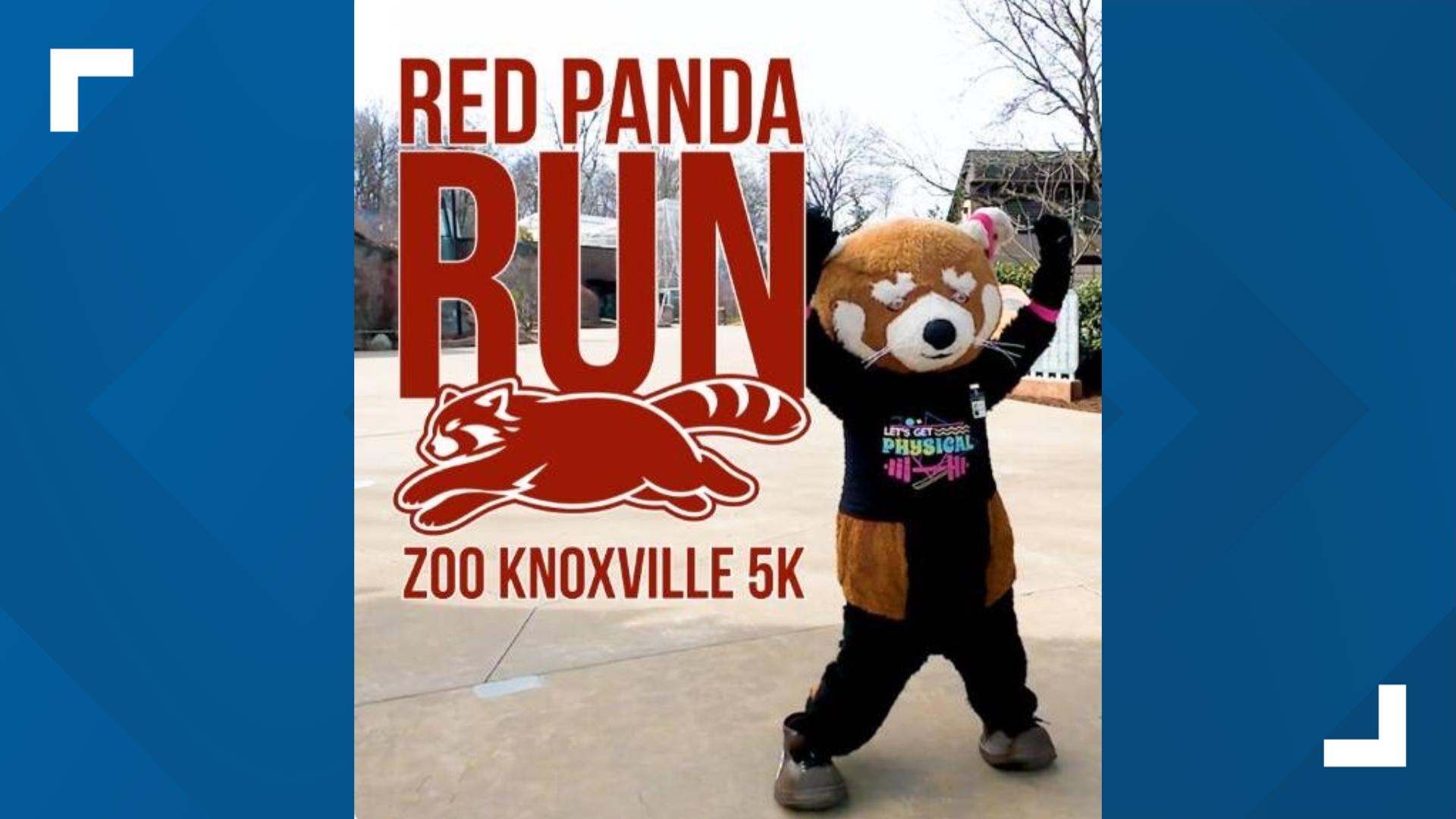 Zoo Knoxville to host inaugural Red Panda Run 5K | wbir.com