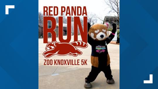 Zoo Knoxville to host inaugural Red Panda Run 5K | wbir.com