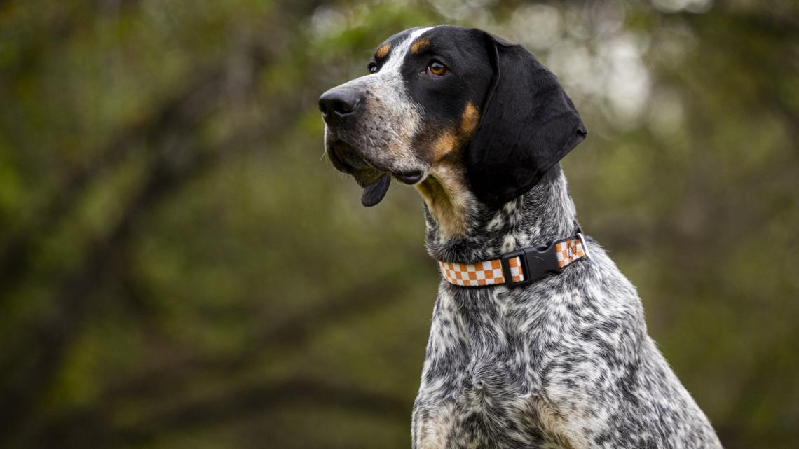 'Walk-on success story' | Smokey XII, a 2-year-old rescue, set to make ...