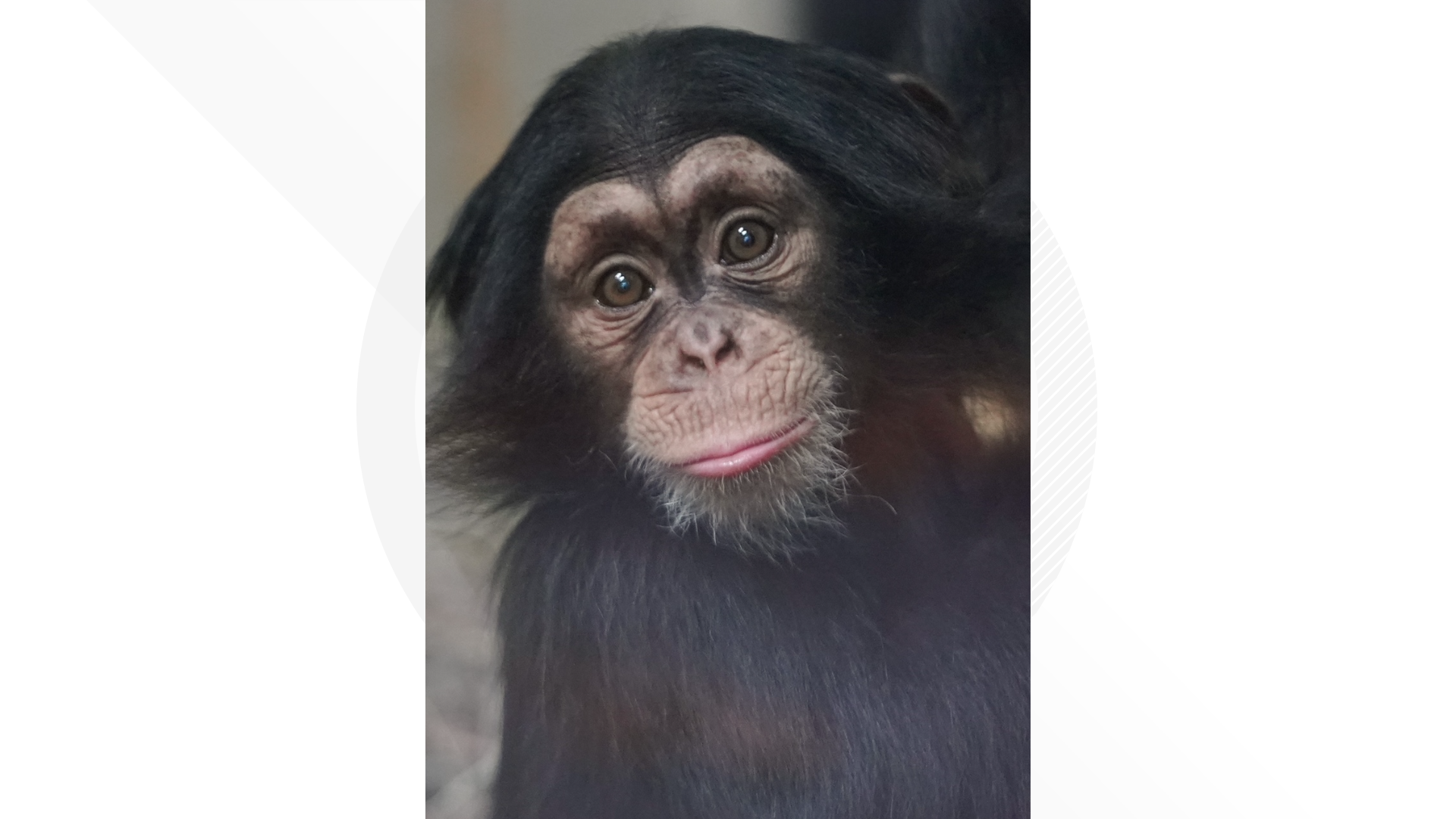 Stevie the chimp debuts at Zoo Knoxville | wbir.com