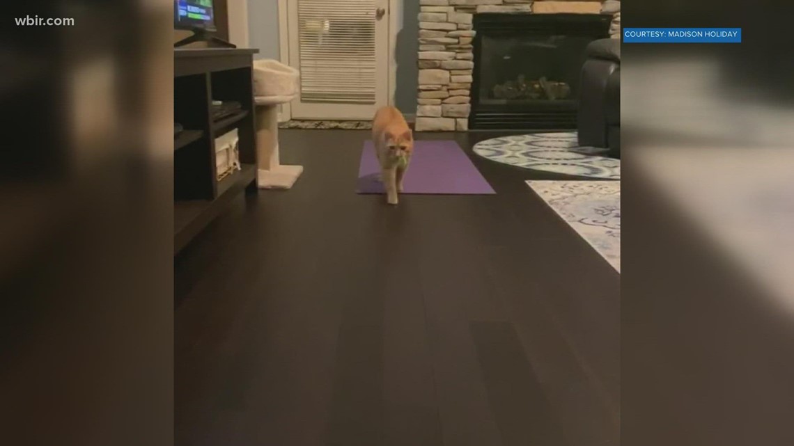 Meet the cat that can play fetch | wbir.com