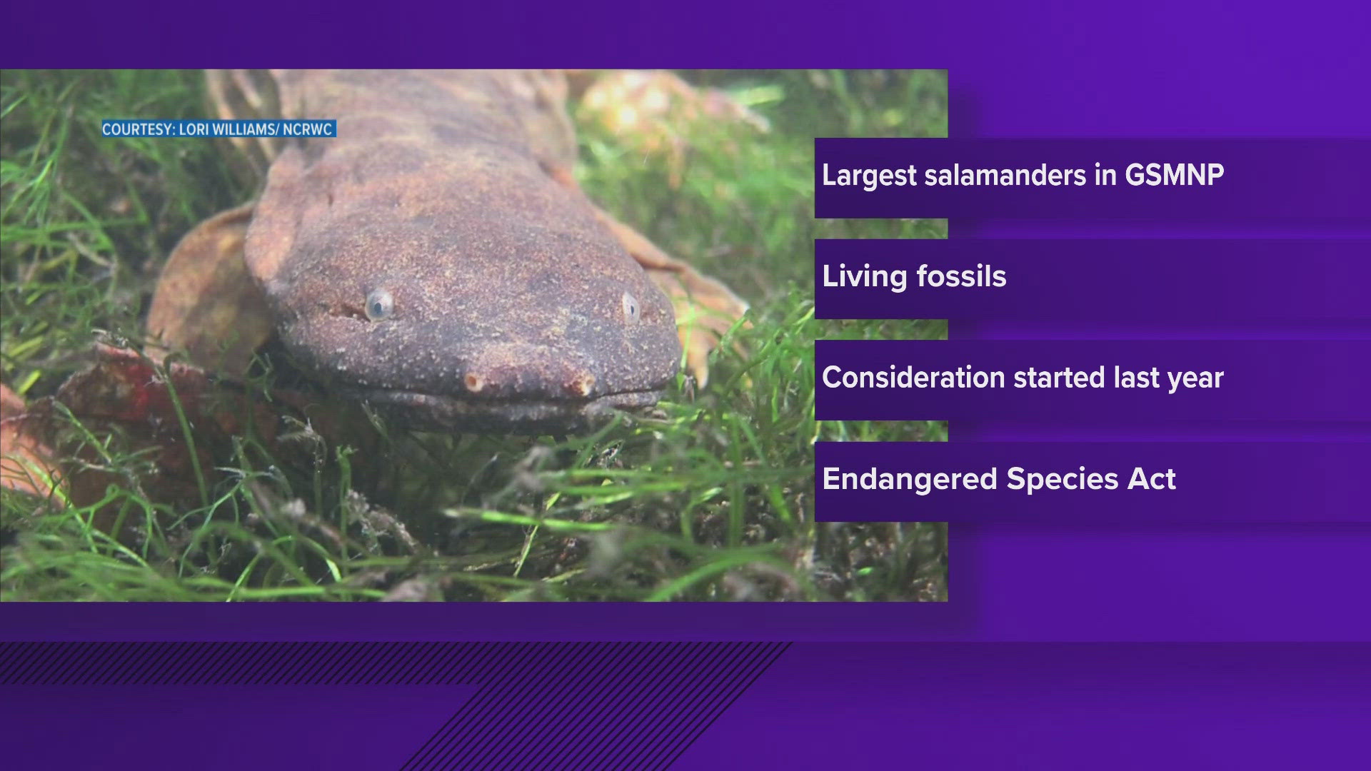 Hellbender Salamander proposed for Endangered Species Act protection | wbir.com