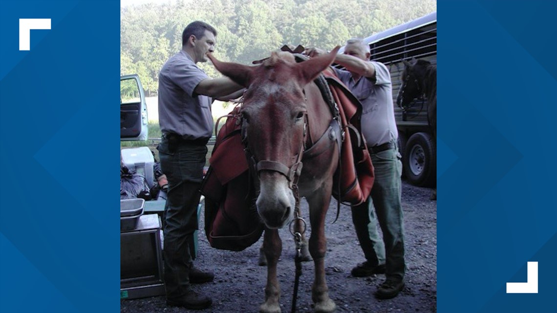 Great Smoky Mountains pack mule retires after 24 years | wbir.com
