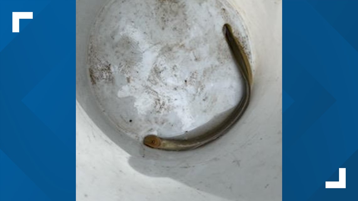 What is a lamprey? Why is it in Tennessee? | wbir.com