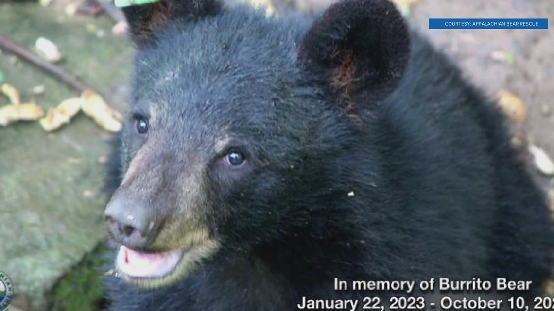 ABR discusses bacterial infection that killed three bear cubs | wbir.com