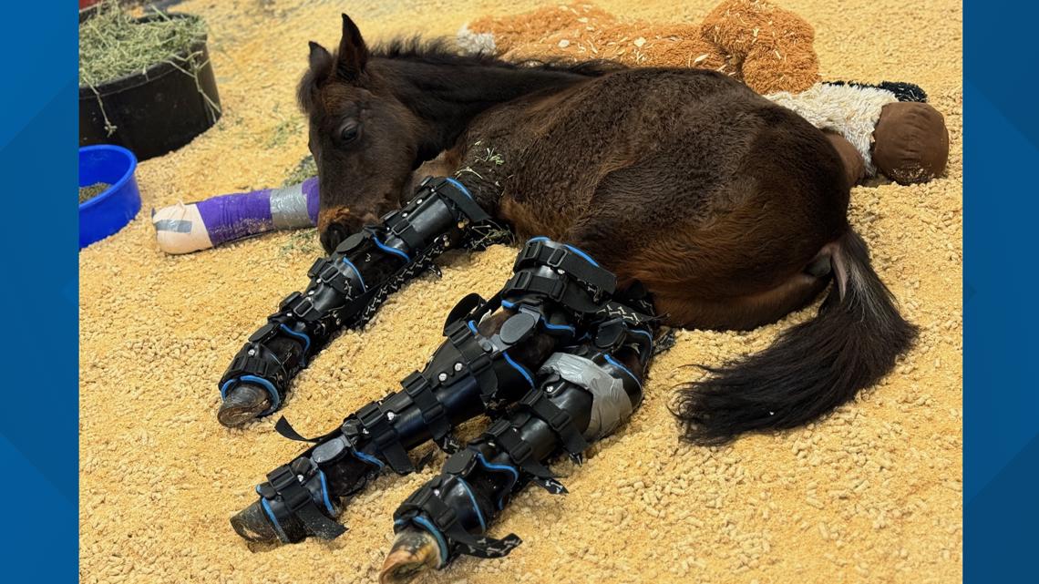 Premature foal 'Seven' passes away at over a year old | wbir.com