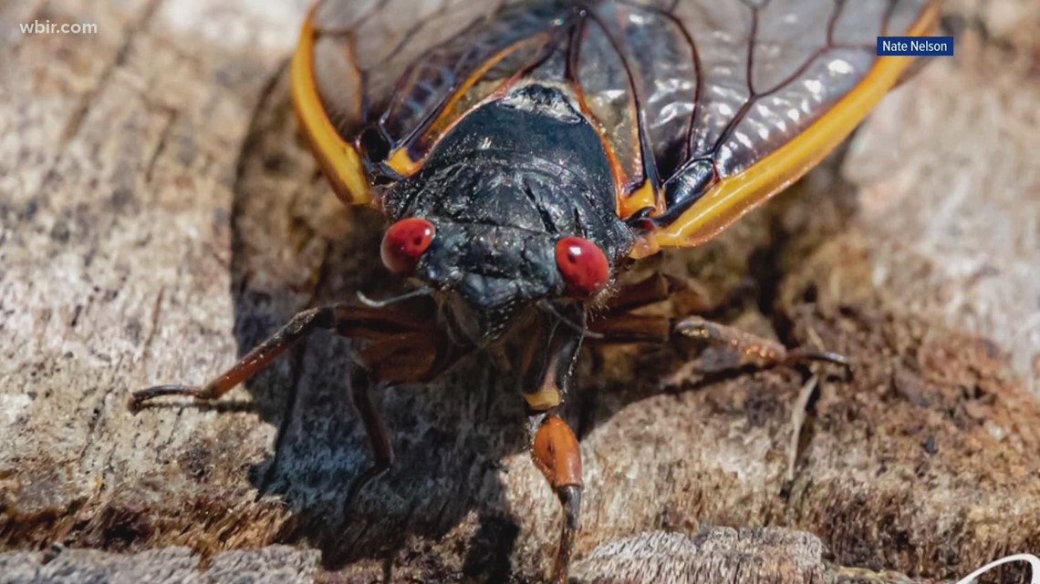 App created to help scientists map and track 17-year cicada emergence ...