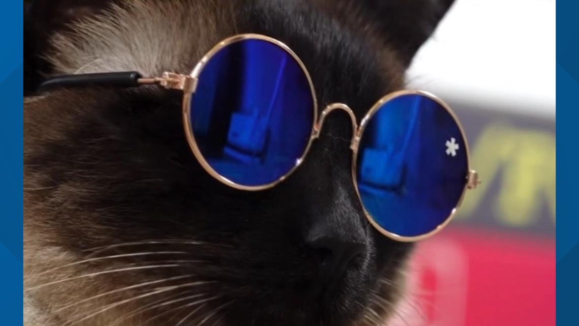 Knoxville man's card-playing cat, 'Bap Kat,' builds viral following ...