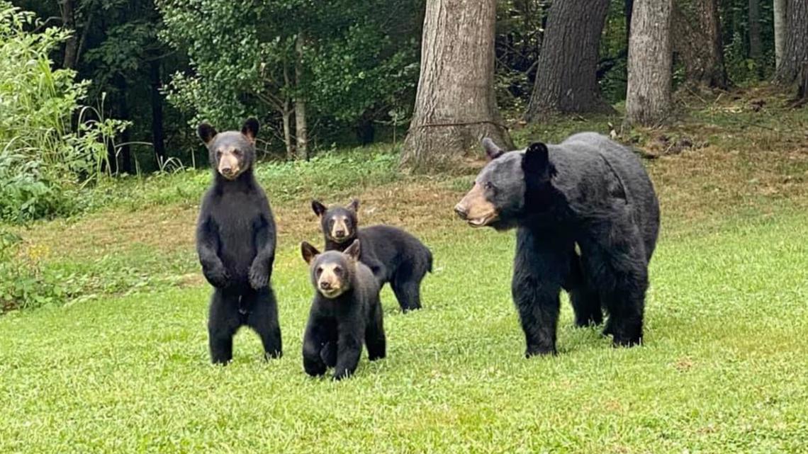 Momma bear and triplet cubs spotted living their best life near the Big South Fork | wbir.com