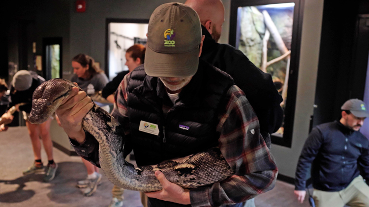 Dolly Python gets full health evaluation for the first time in 5 years ahead of Snake Day event ...