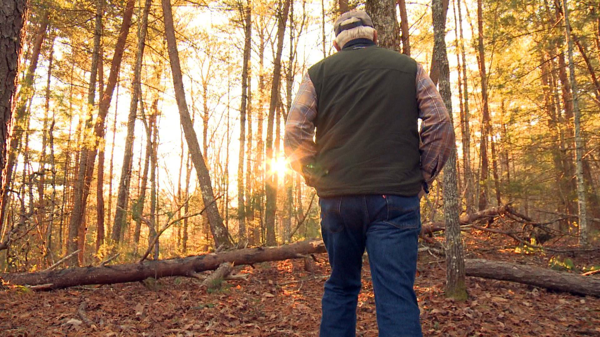 'Pearl Harbor tree' rooted in Cades Cove history | wbir.com