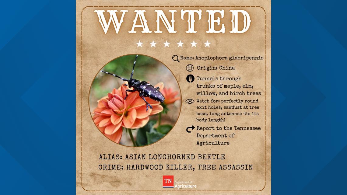 What to know about the top invasive species | wbir.com