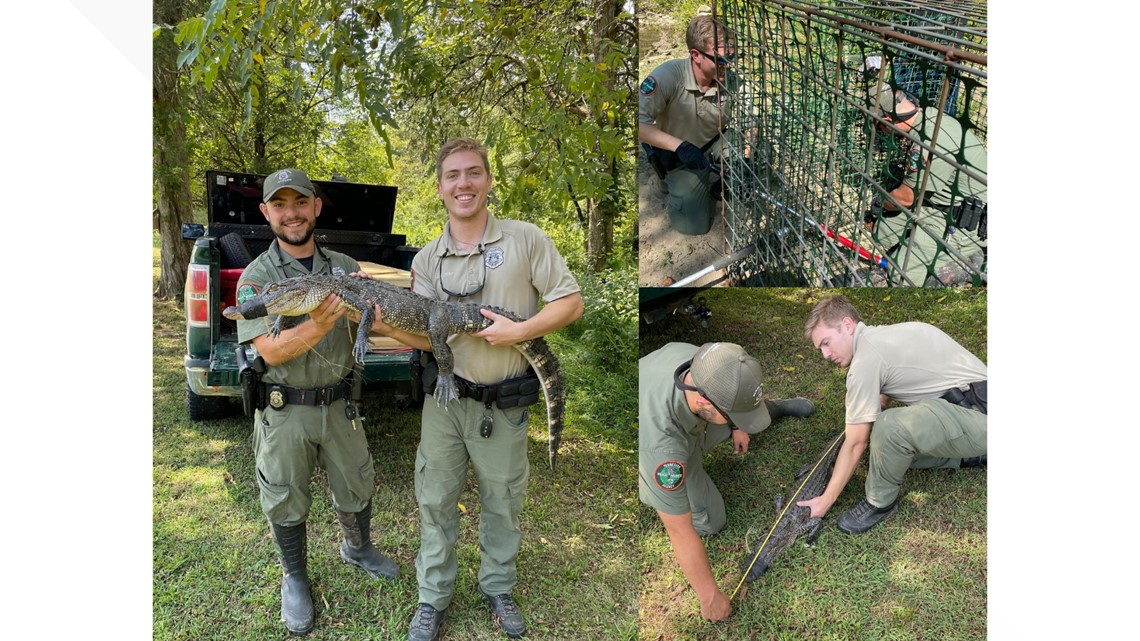 Pet alligator found in Rhea County, taken to Chattanooga Zoo | wbir.com
