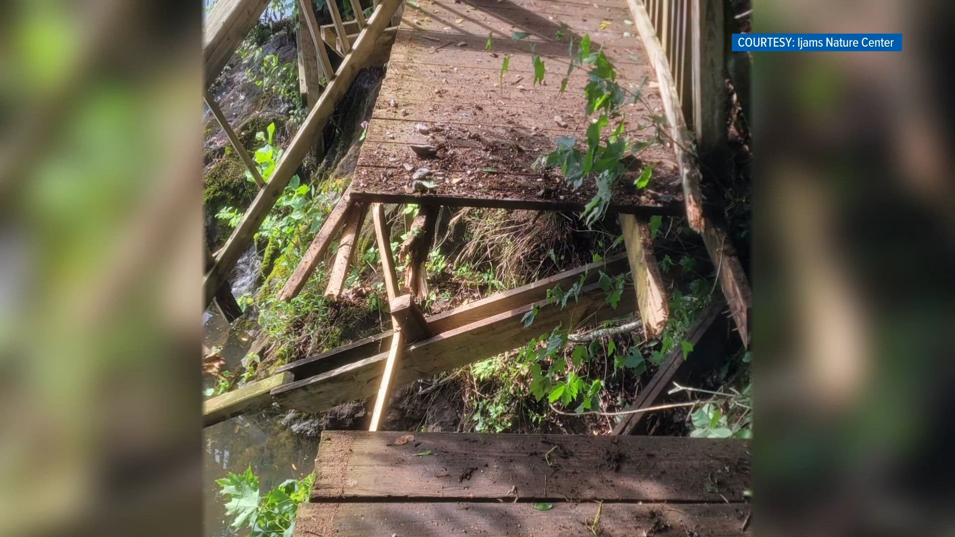 Ijams River Boardwalk closes after tree falls due to 'significant ...