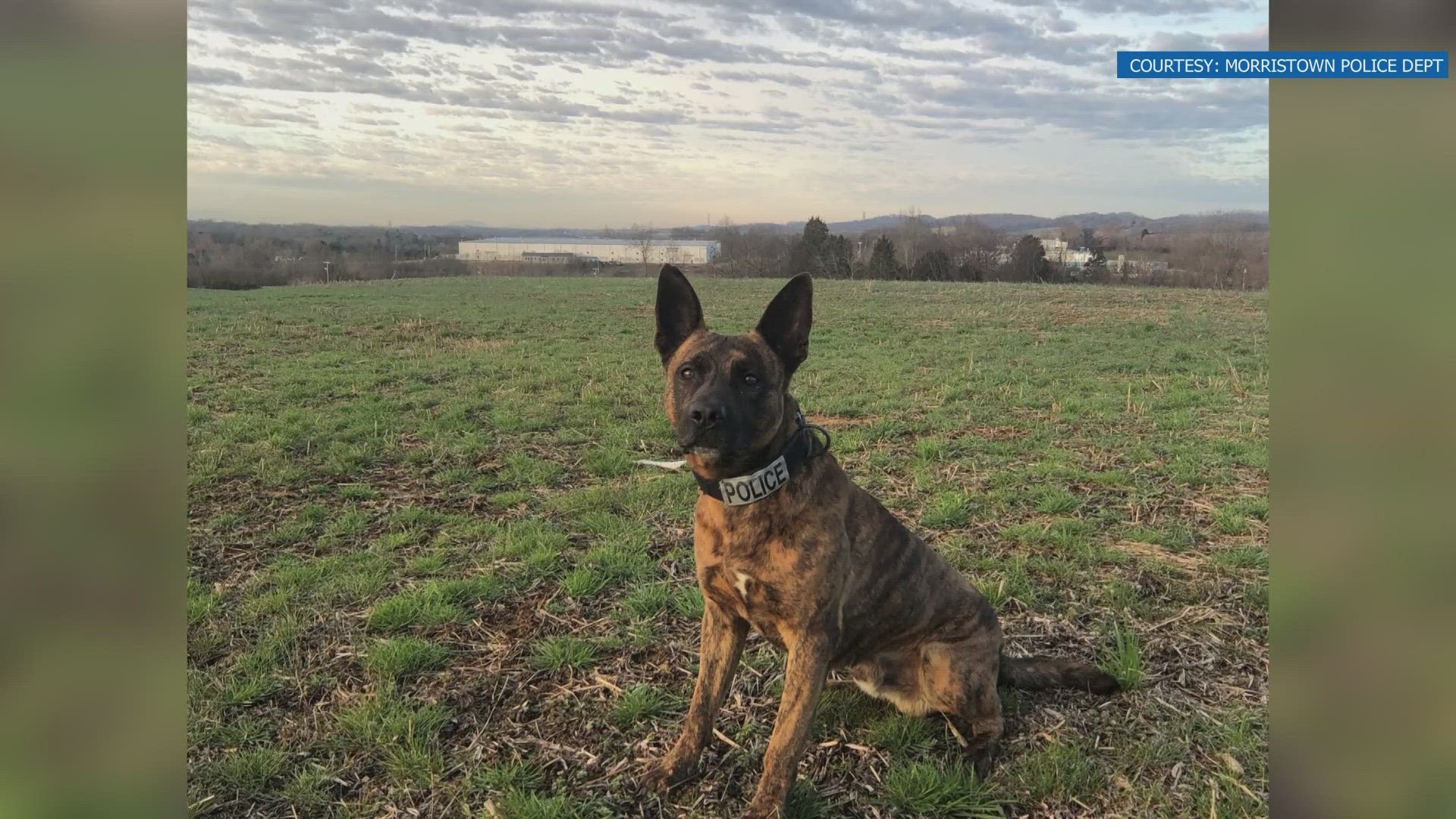Morristown Police Department K-9 receives armored vest | wbir.com