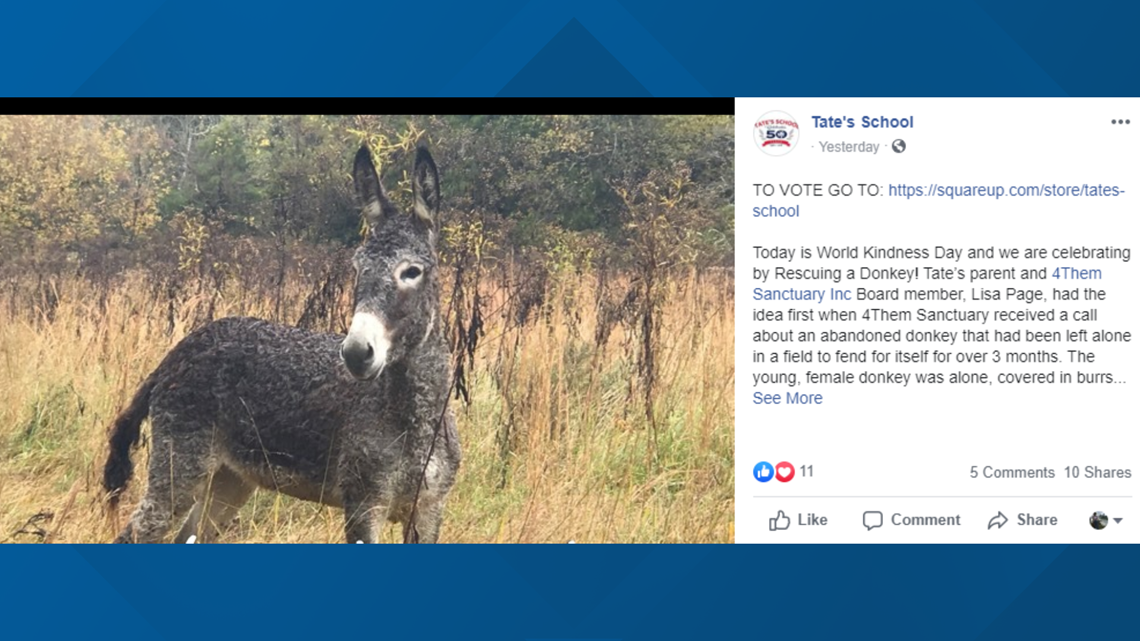 Dolly the Donkey | Knoxville rescue donkey's name is decided | wbir.com