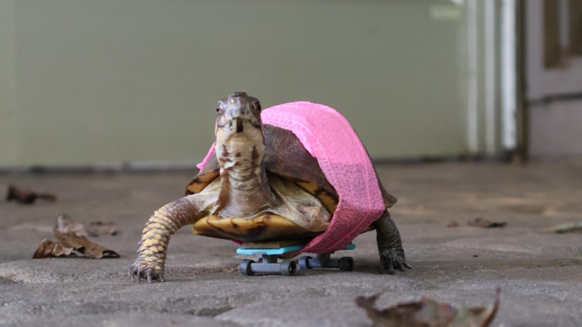 Ijams Nature Center shares turtle's journey to highlight animal care ...