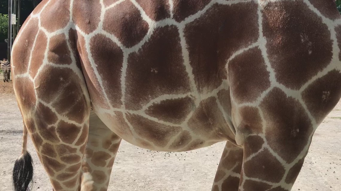 Watch Frances the Giraffe's baby kick in her belly | wbir.com