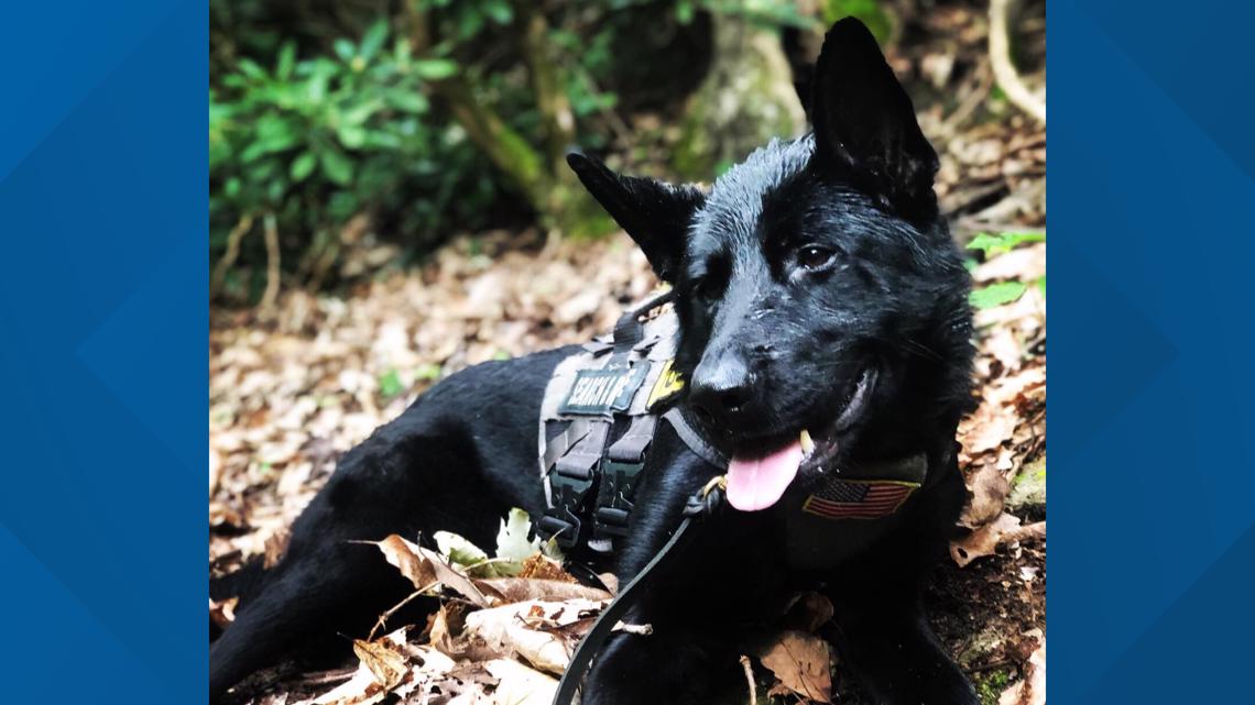 Meet Kato, the search and rescue K-9 of the Smokies | wbir.com