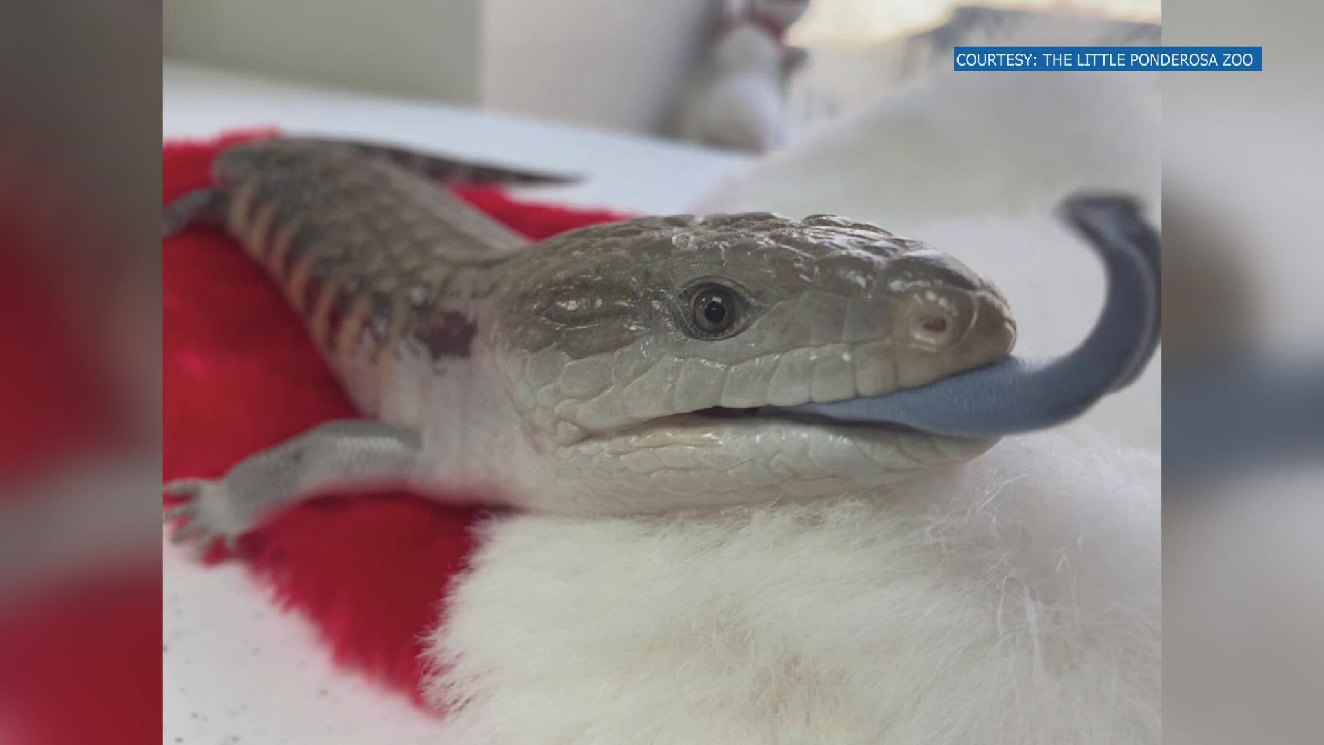 Penny the lizard at Little Ponderosa Zoo | wbir.com