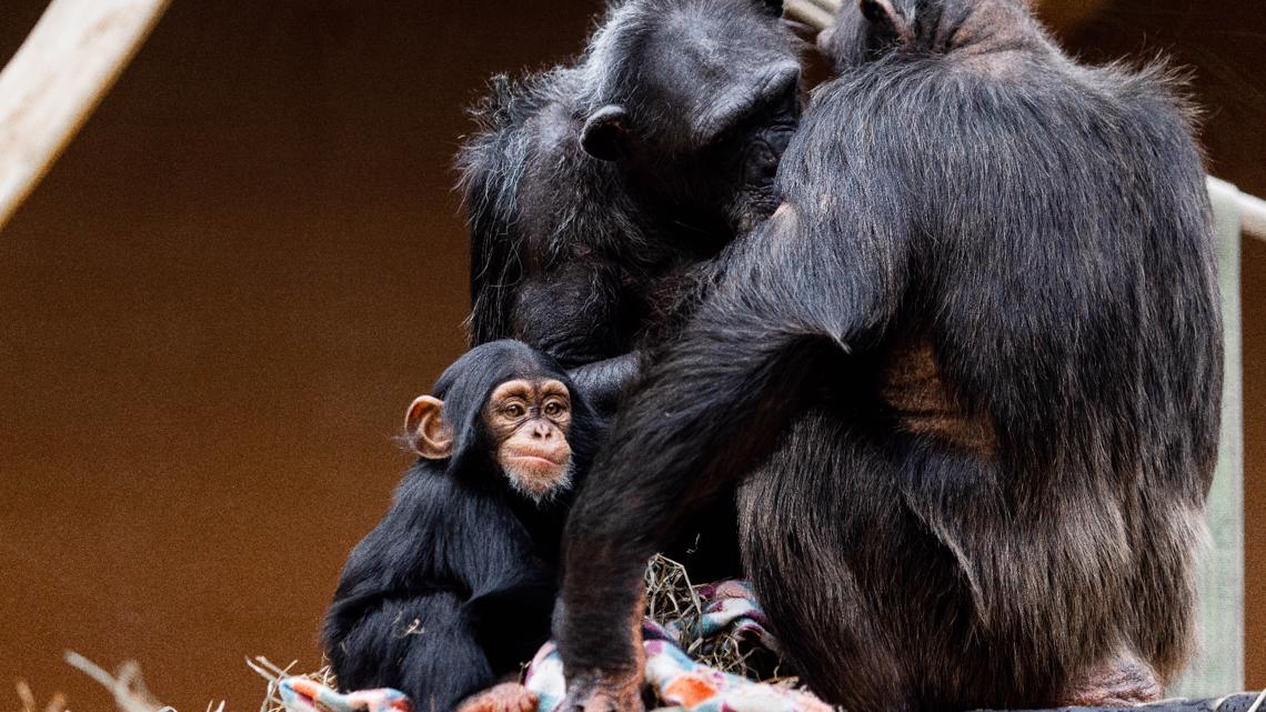 Stevie the chimp debuts at Zoo Knoxville | wbir.com