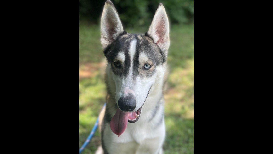 Morristown Hamblen Human Society closes shelter due to parvo | wbir.com