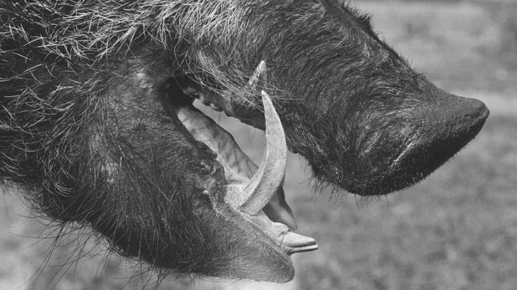 Hunters and TWRA grapple with wild hog crisis in East Tennessee | wbir.com