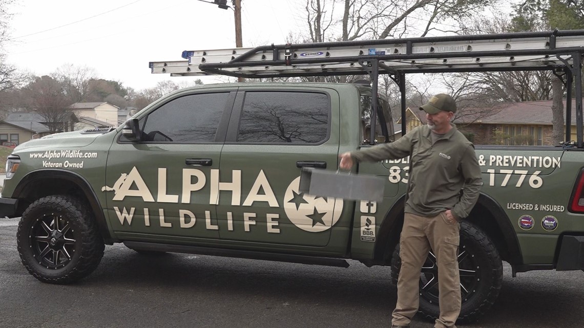 How to stay safe during skunk breeding season | wbir.com