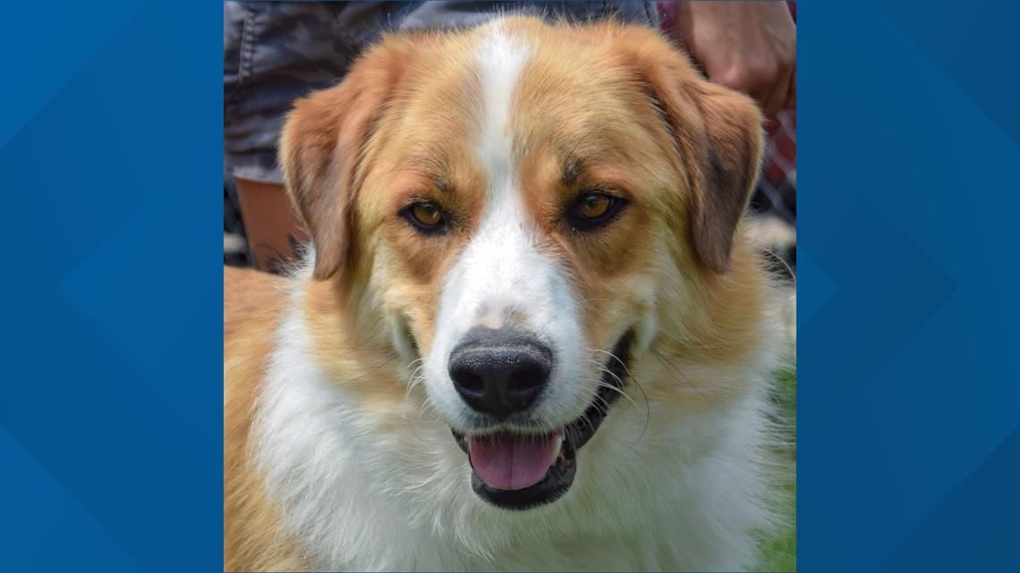 Nearly 50 dogs head to shelters after rescue in TN | wbir.com