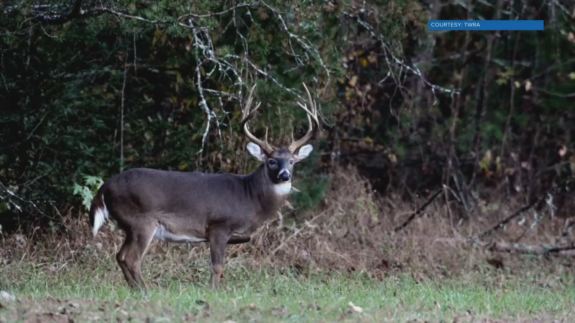 Chronic wasting disease detected in Middle Tennessee deer | wbir.com