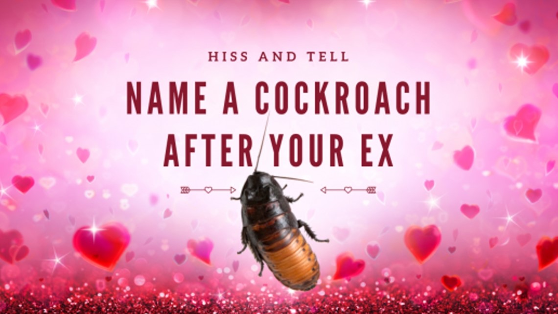 Zoo Knoxville giving people a chance to name a cockroach after their ex ...