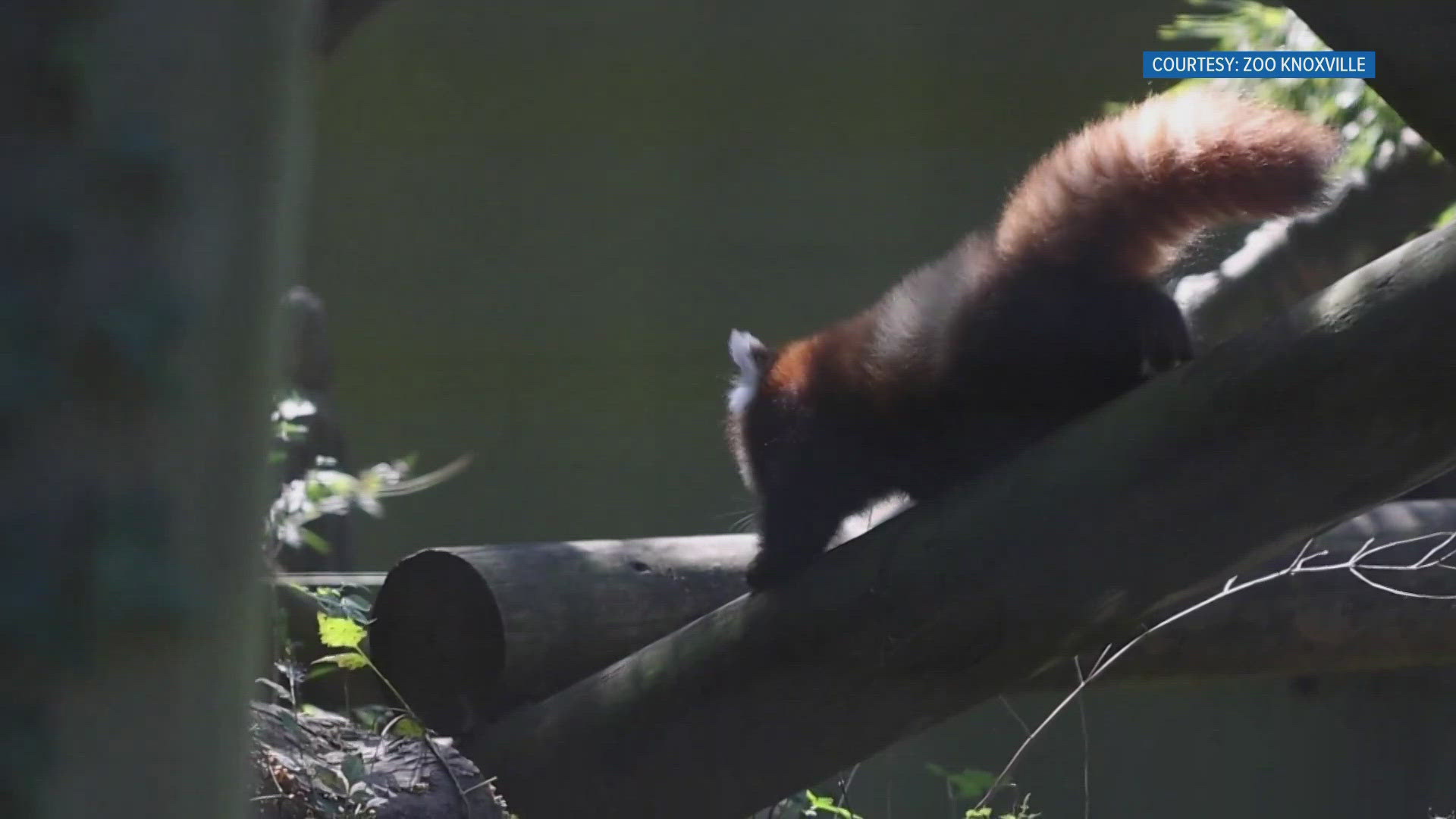 Zoo Knoxville names red panda cubs: Dr. Wallace, Mr. Darcy | wbir.com