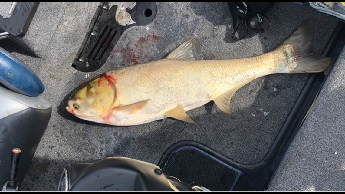 Invasive silver carp spotted jumping in Chickamauga Lake | wbir.com