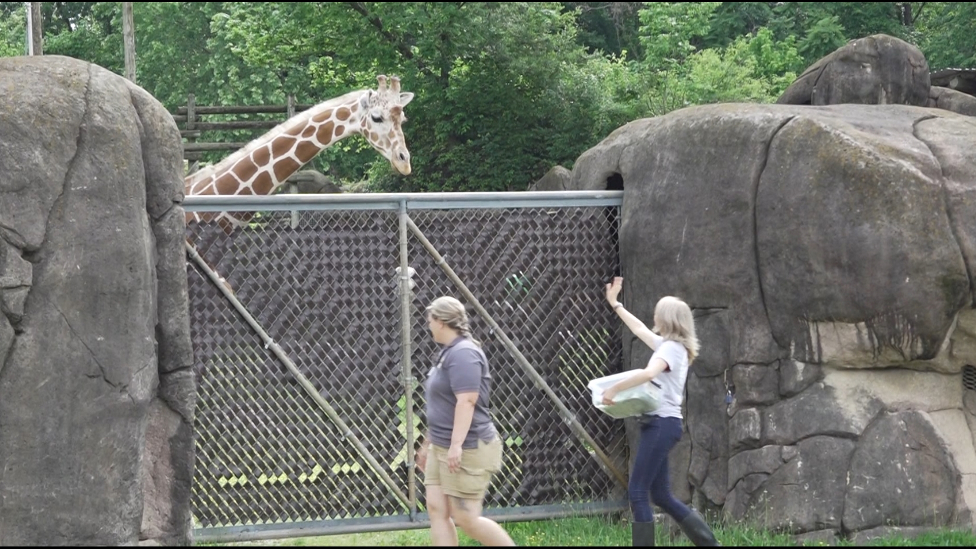 Here's what it's like to be a zookeeper at Zoo Knoxville | wbir.com