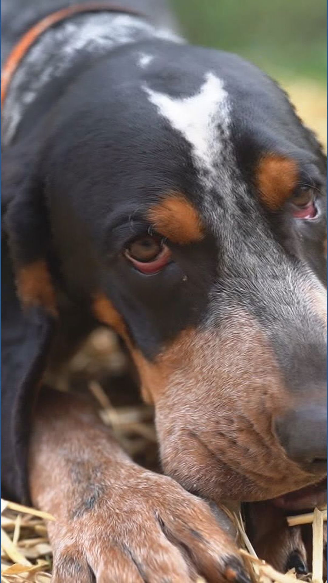UT Mascot Smokey XI retires after 2 seasons with the Vols | wbir.com