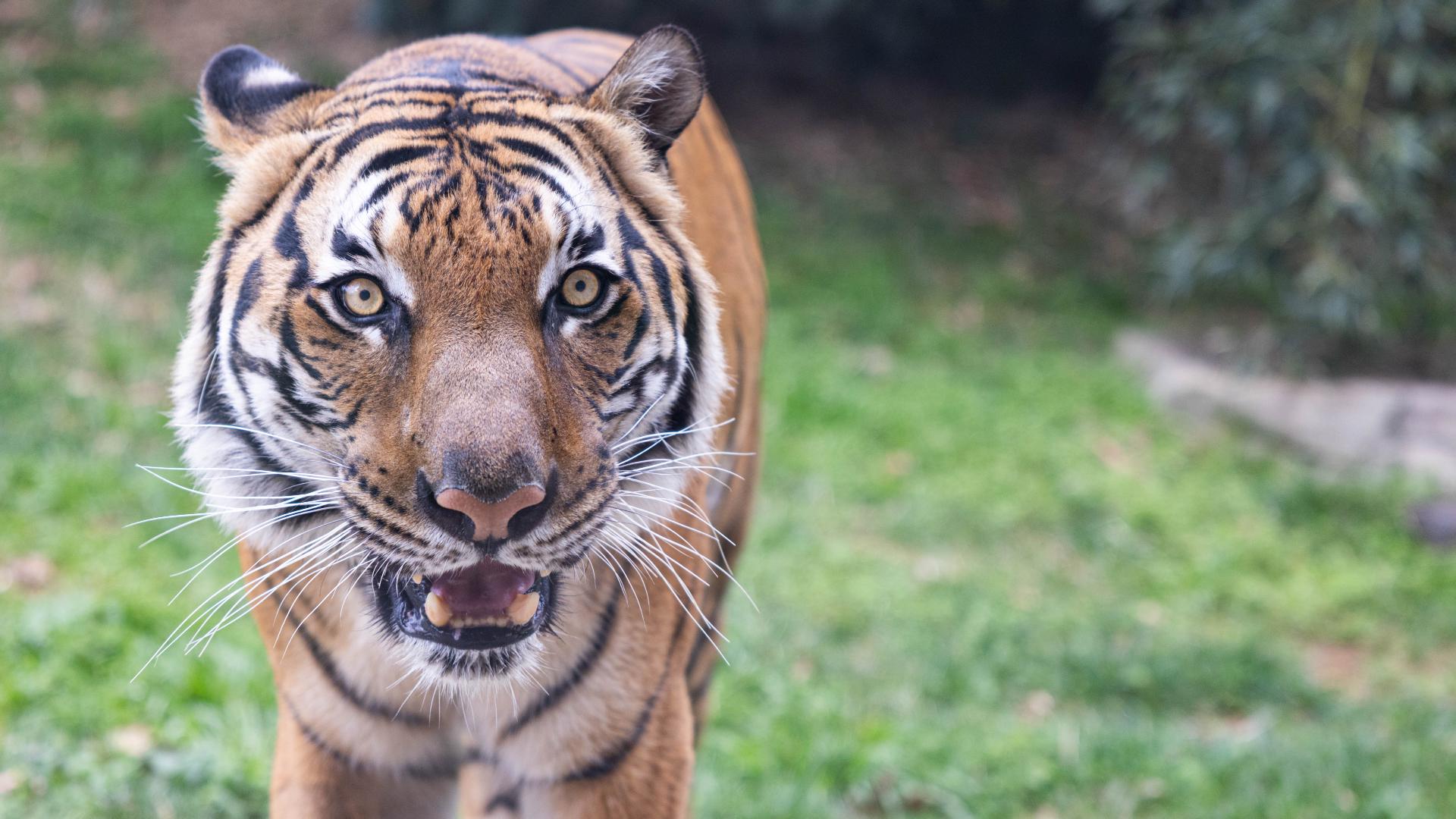 Jango the Malayan tiger joins Zoo Knoxville | wbir.com