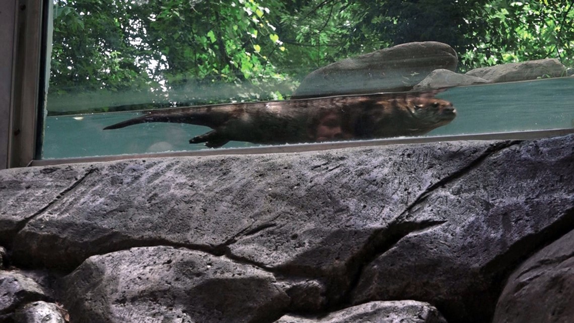 Park blamed guests for otter's death, but cause undetermined | wbir.com