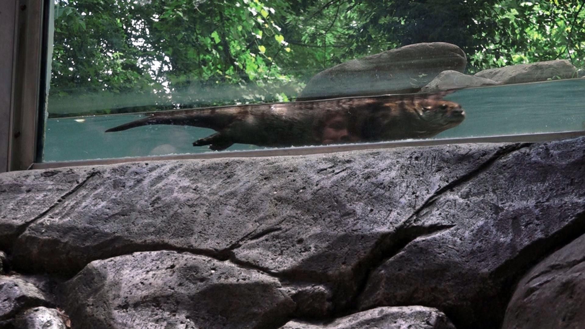 Park blamed guests for otter's death, but cause undetermined | wbir.com