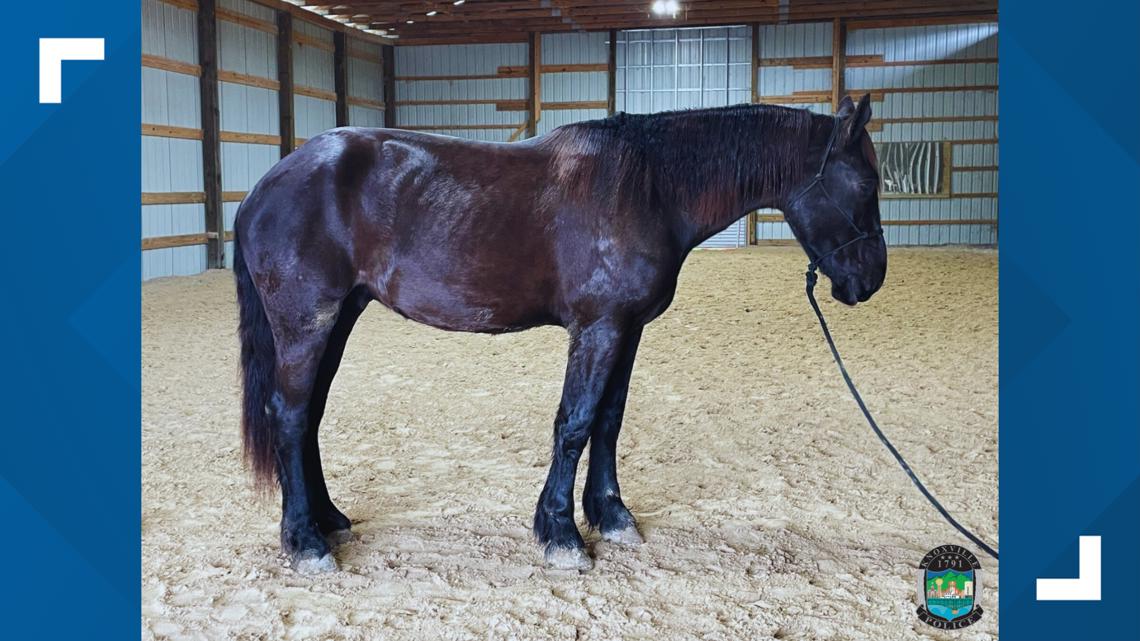 KPD to bring back Mounted Patrol Unit in 2025 | wbir.com