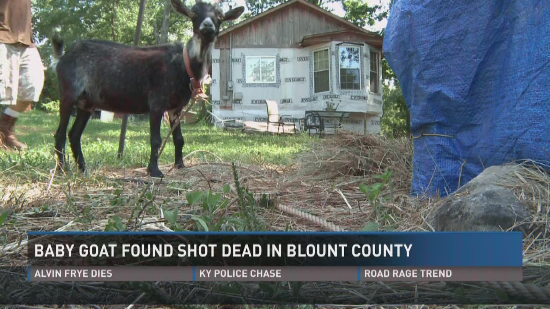 Baby miniature goat shot, killed in Blount County | wbir.com