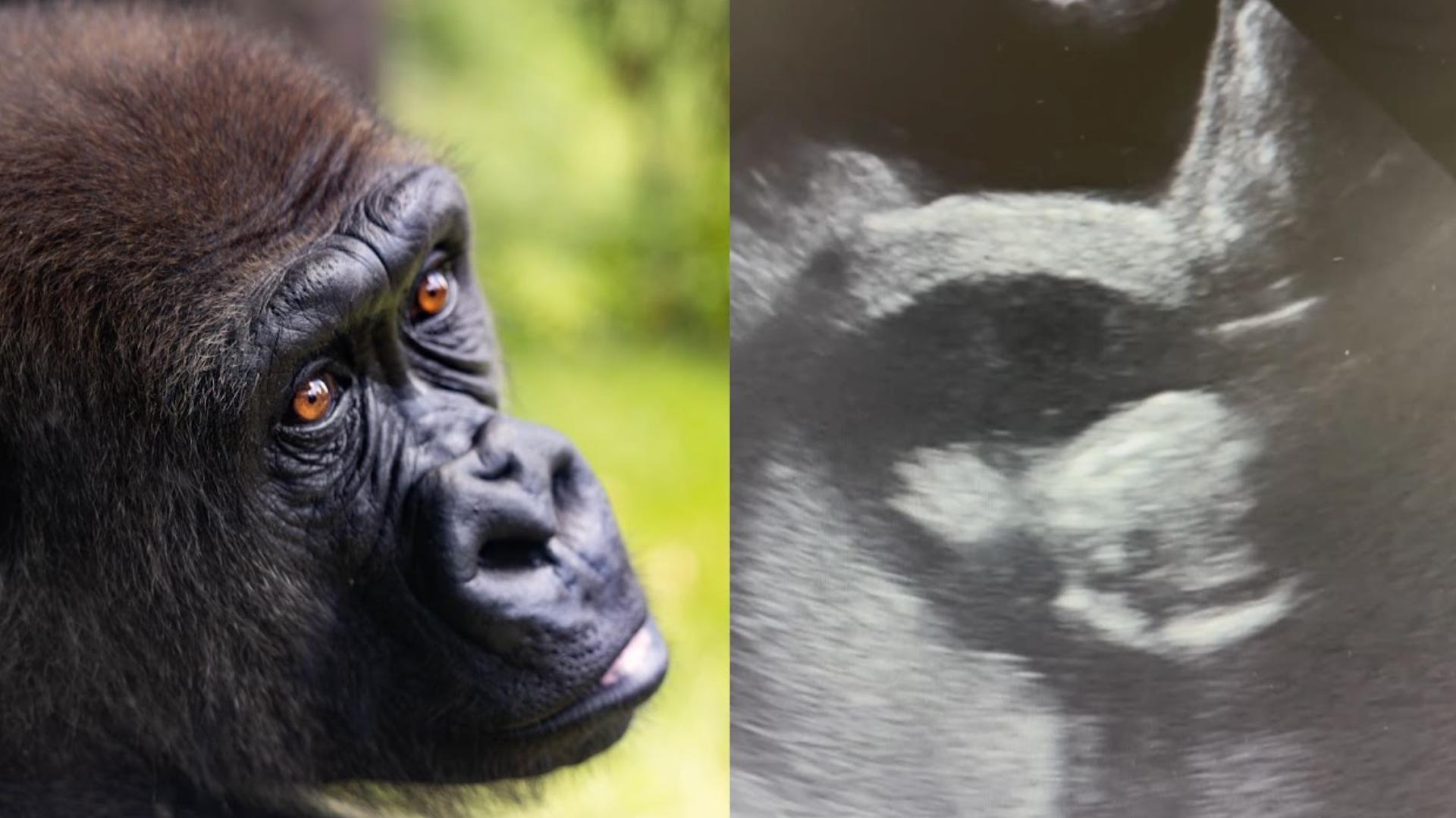 Zoo Knoxville's Kumi Expecting Baby Gorilla This Winter | wbir.com